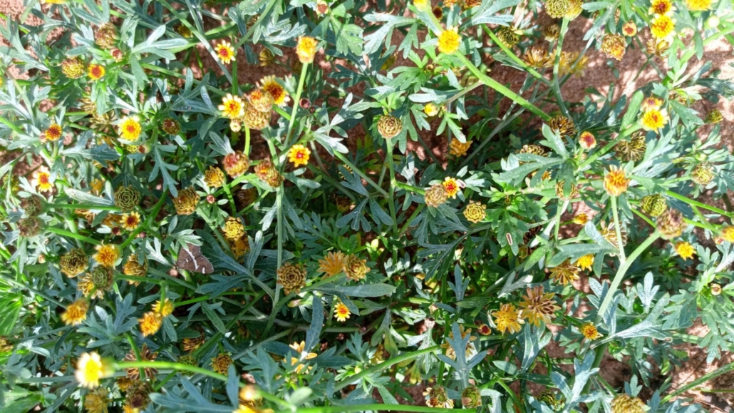 CHRYSANTHELLUM - Latitudes 23°